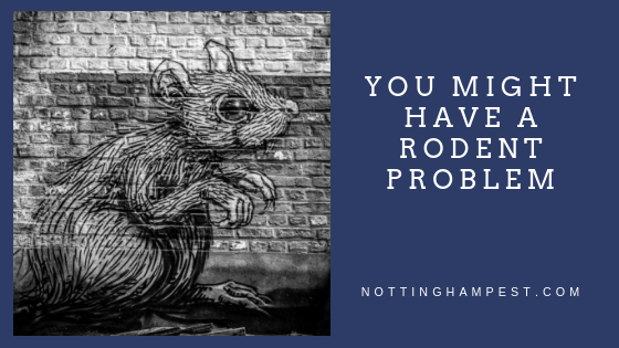 You might have a rodent problem - Nottingham Pest Control: Your Pest ...